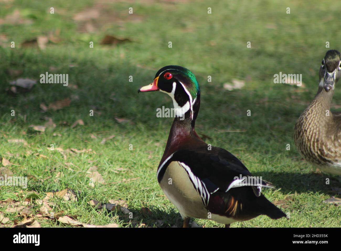 Selective focus shot of a Wood duck, also known as a Carolina duck, on ...