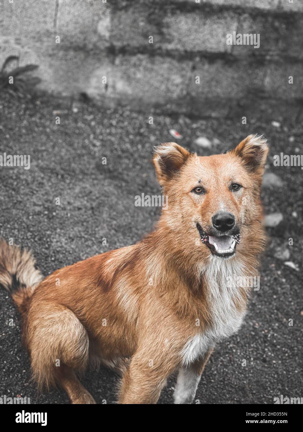 Finnish Spitz Shepherd Mix