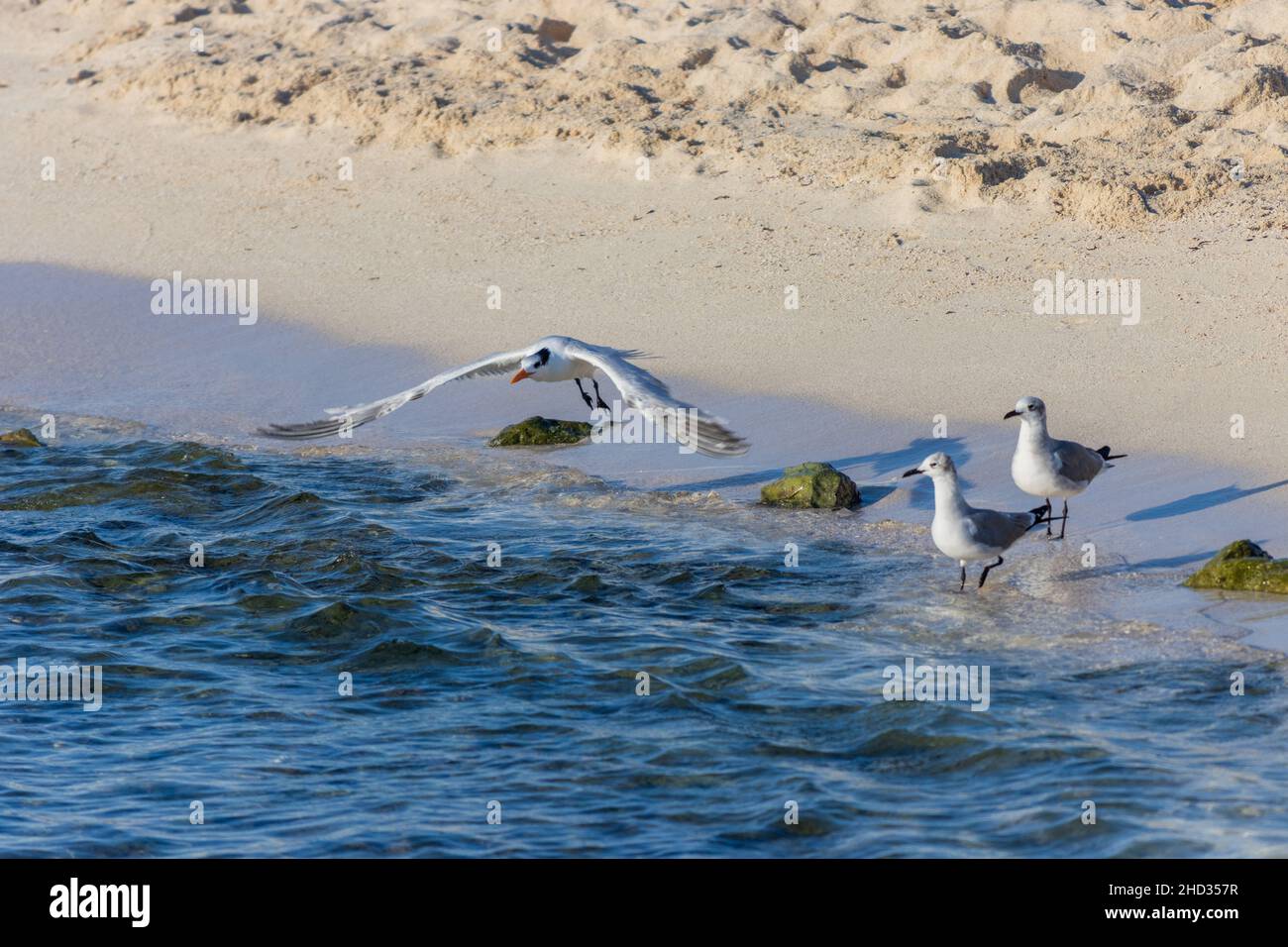 View of three seagulls on the sandy beach in front of a transparent ...