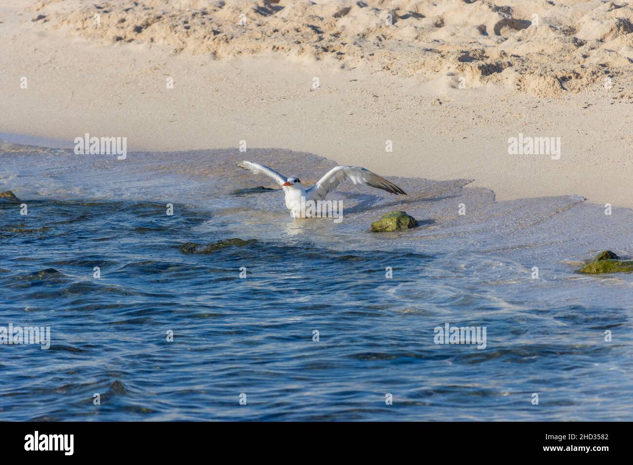 White seagull standing on the beach with expanded wings Stock Photo - Alamy