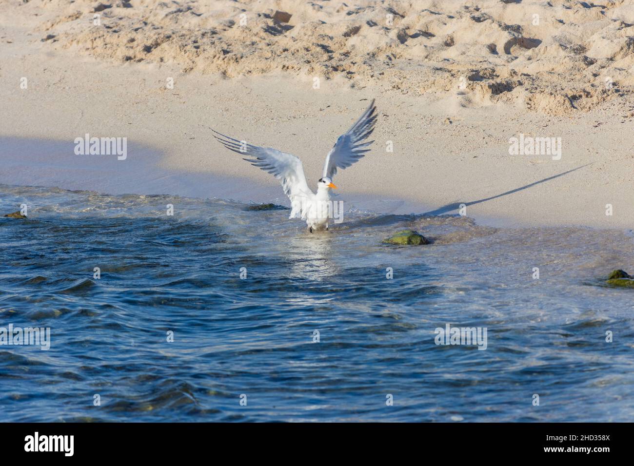 White seagull standing on the beach with expanded wings Stock Photo - Alamy