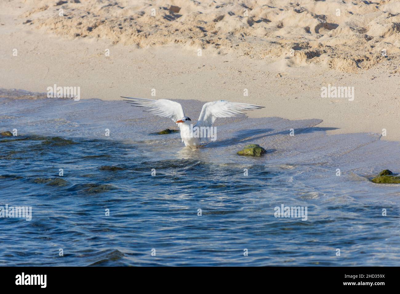 White seagull standing on the beach with expanded wings Stock Photo - Alamy