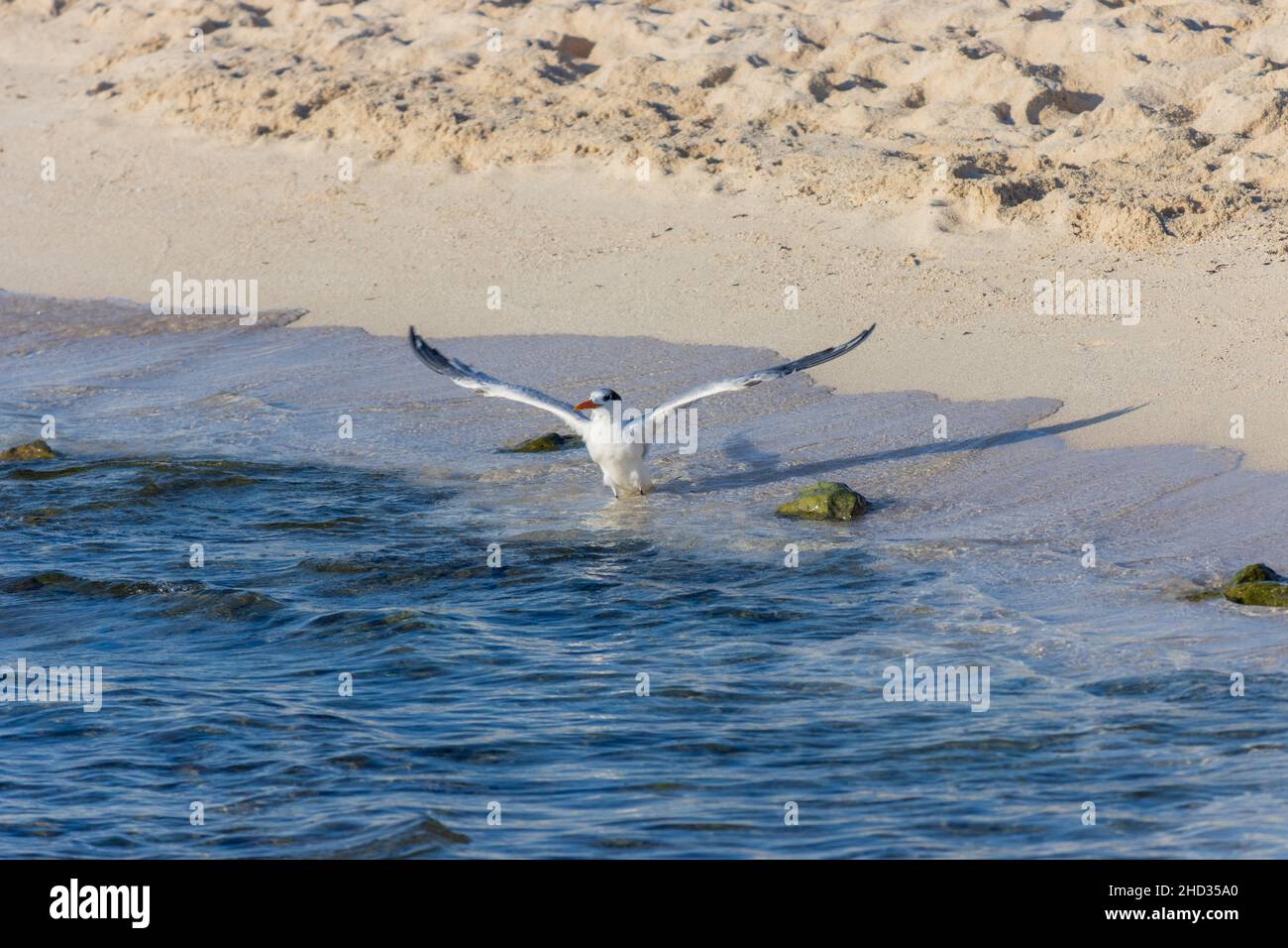 White seagull standing on the beach with expanded wings Stock Photo - Alamy