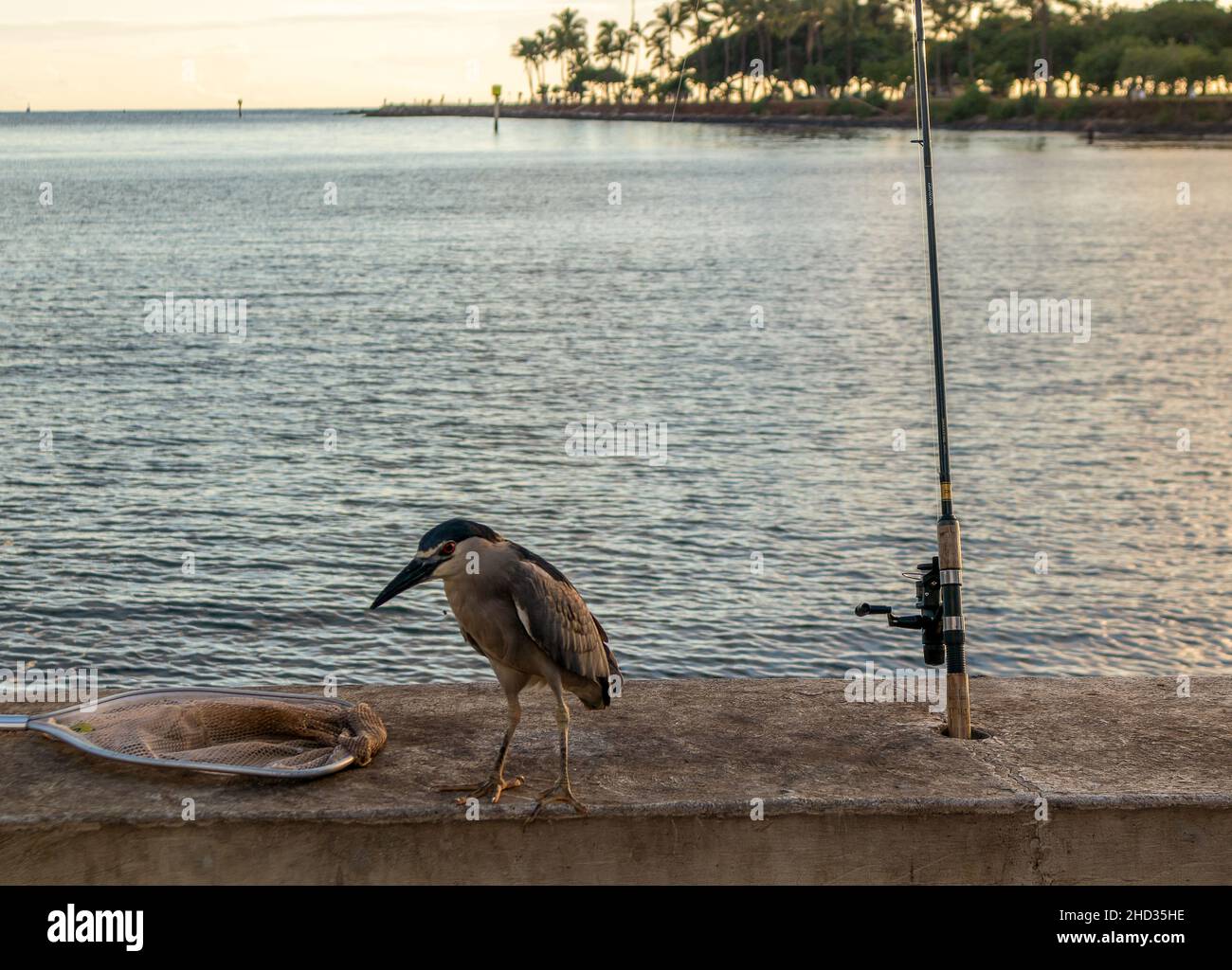 Black-crowned night heron sitting on the tree in Ala Moana Regional ...