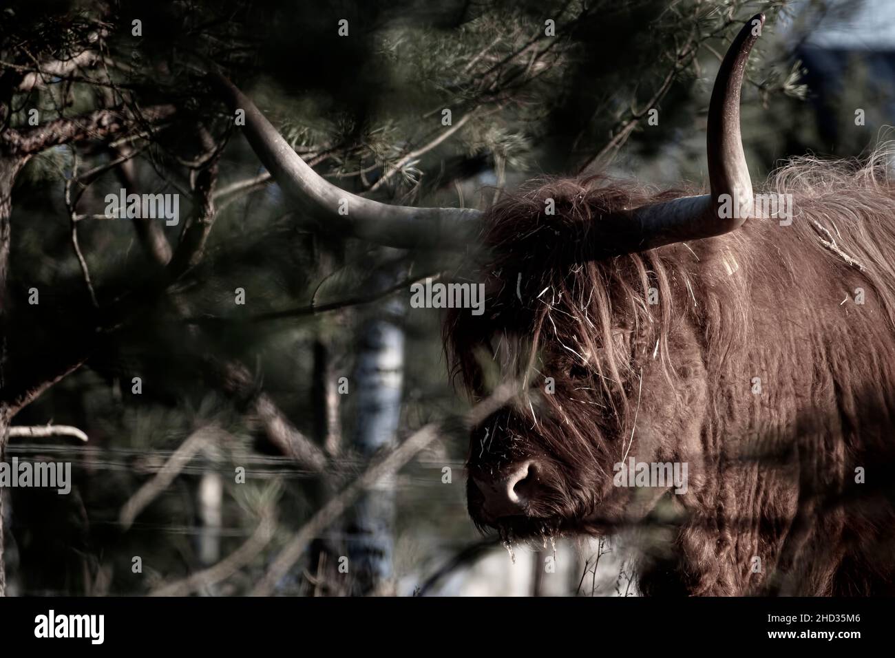 Female highland cow hi-res stock photography and images - Alamy