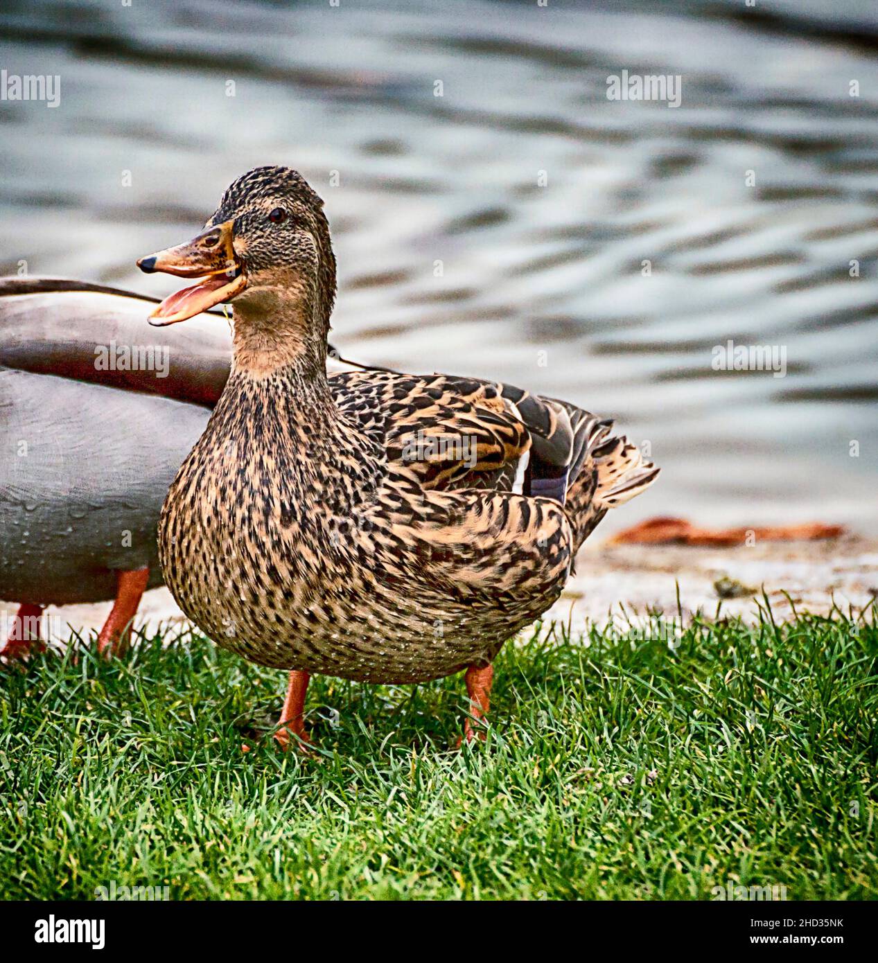 Closeup of a brown mallard standing on grass with its beak open on a ...