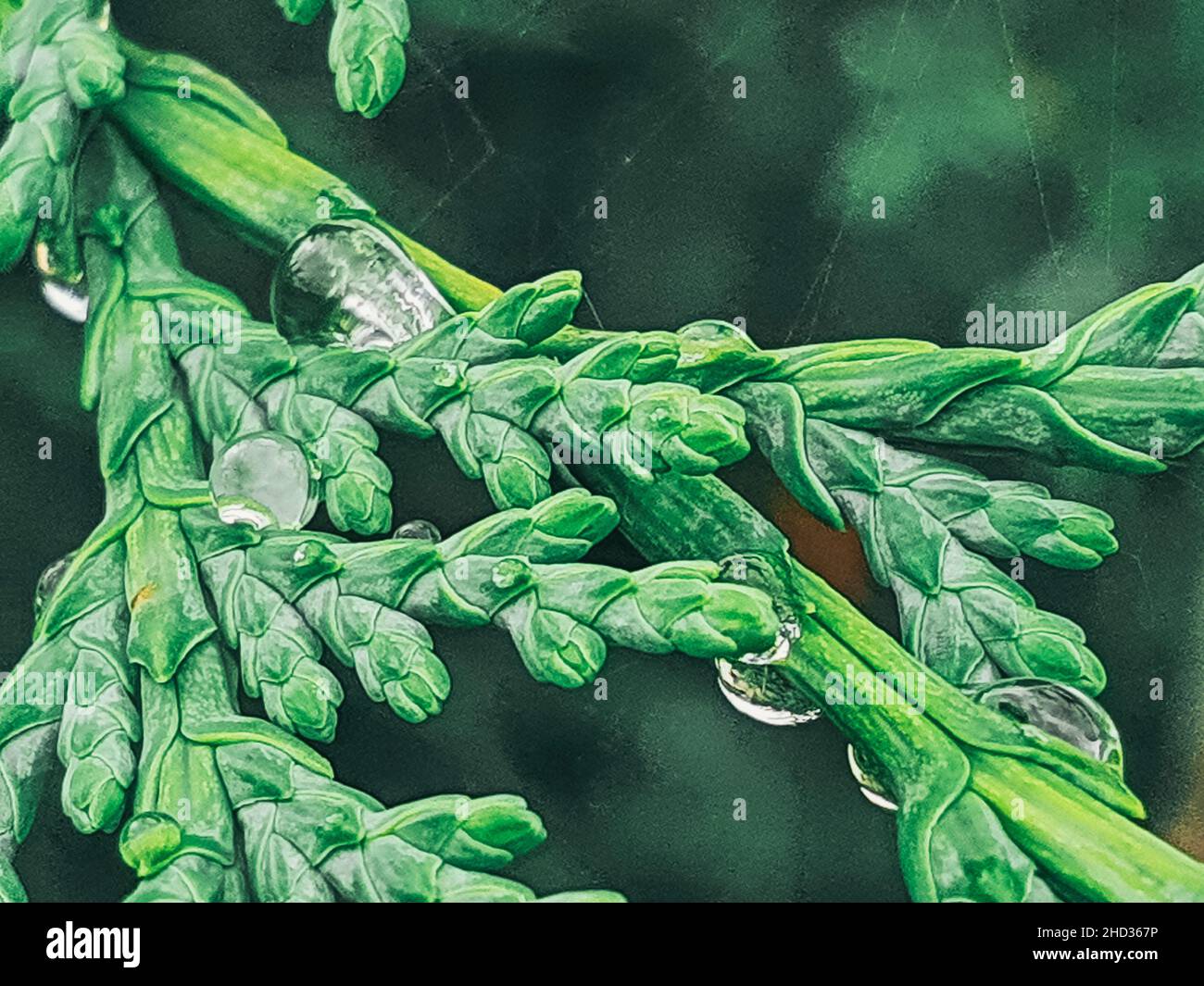 Tropical conifer leaf hi-res stock photography and images - Alamy