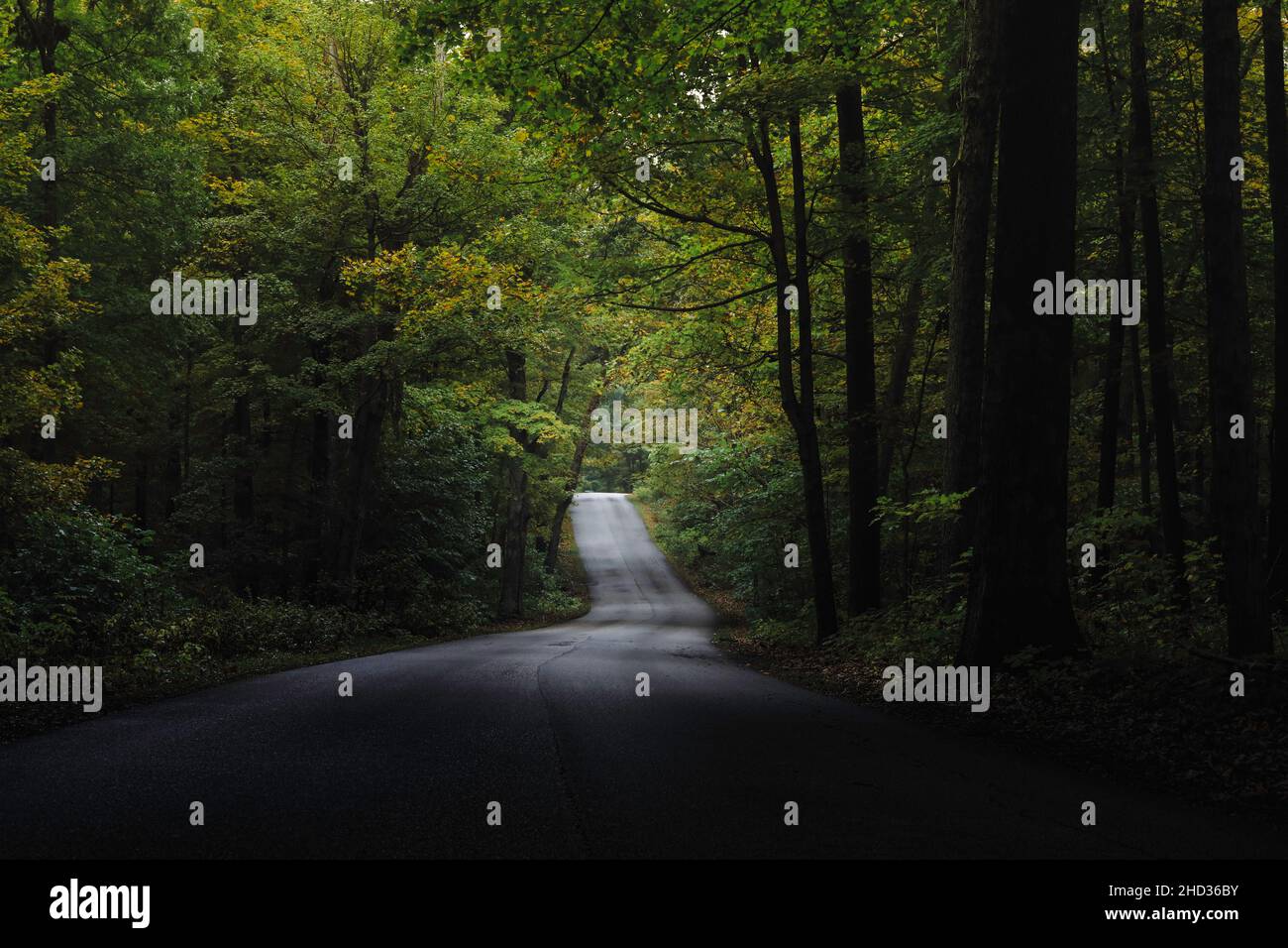 Pathway of a road leading through a green forest Stock Photo - Alamy
