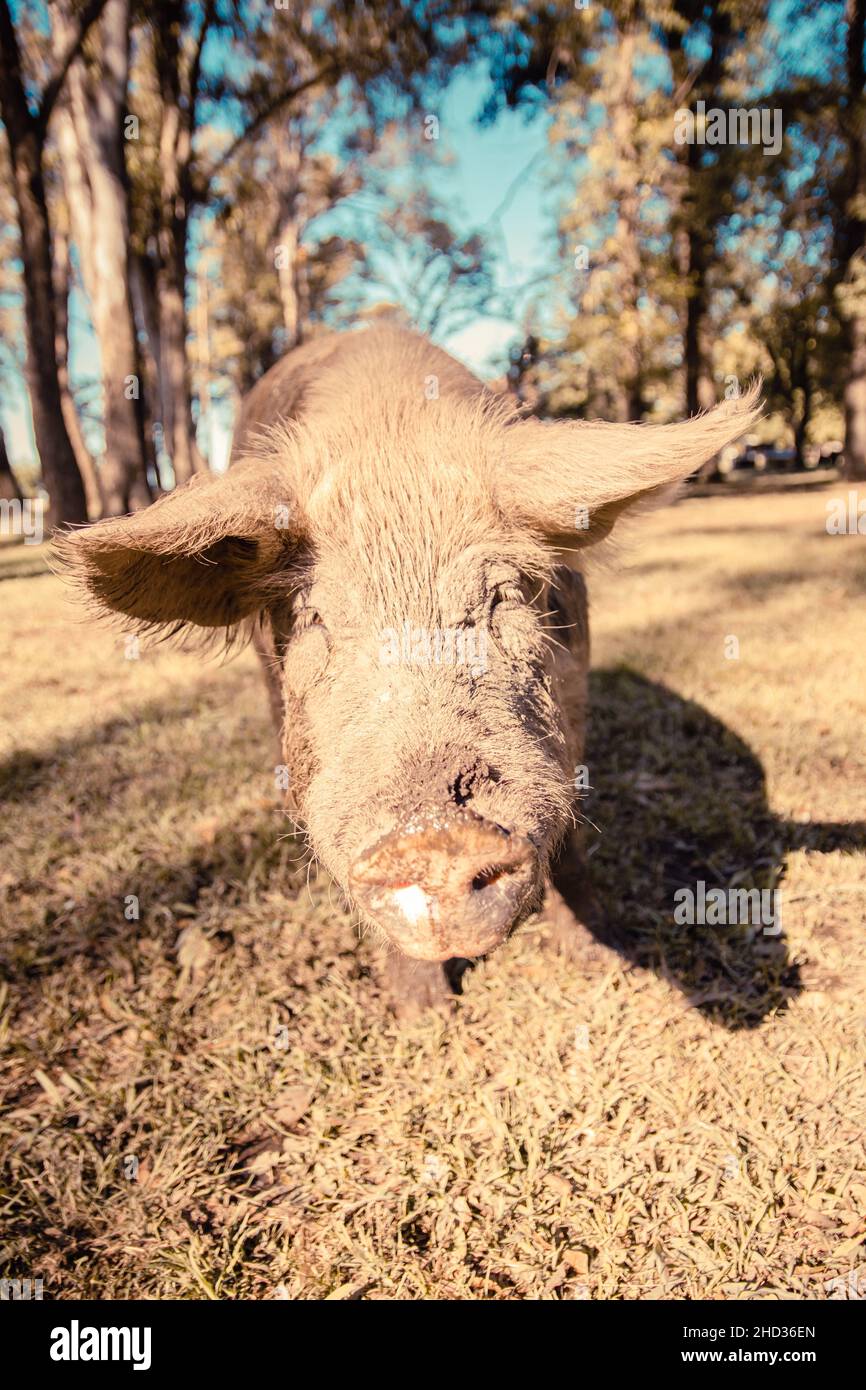 Closeup of a pig looking at the camera on the farm Stock Photo - Alamy