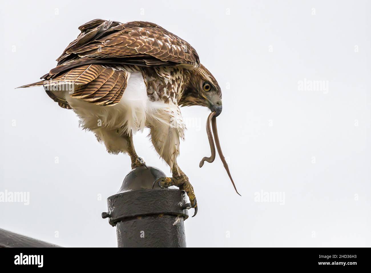 Hawk eating snake hi-res stock photography and images - Alamy