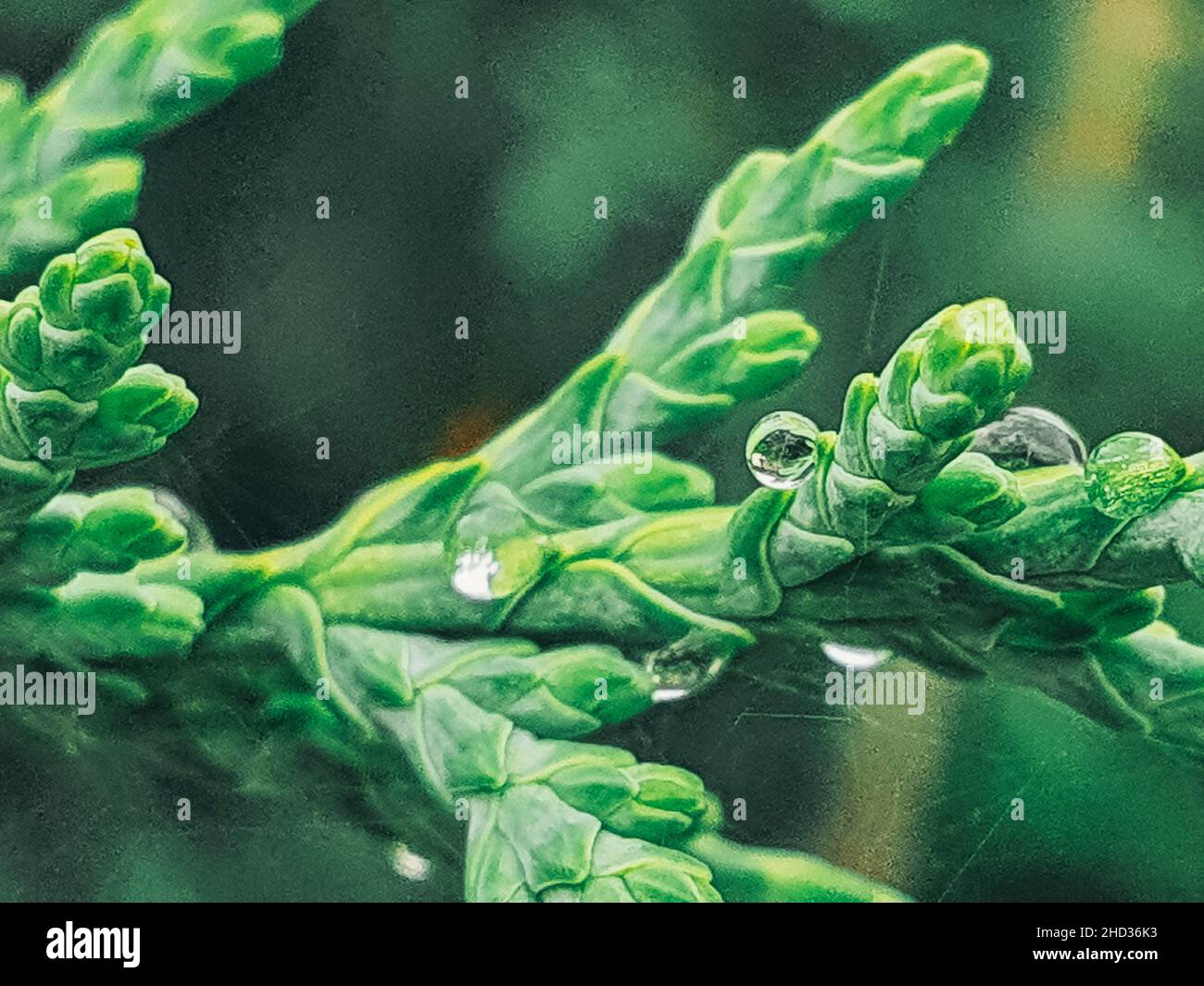 Conifer detail hi-res stock photography and images - Alamy
