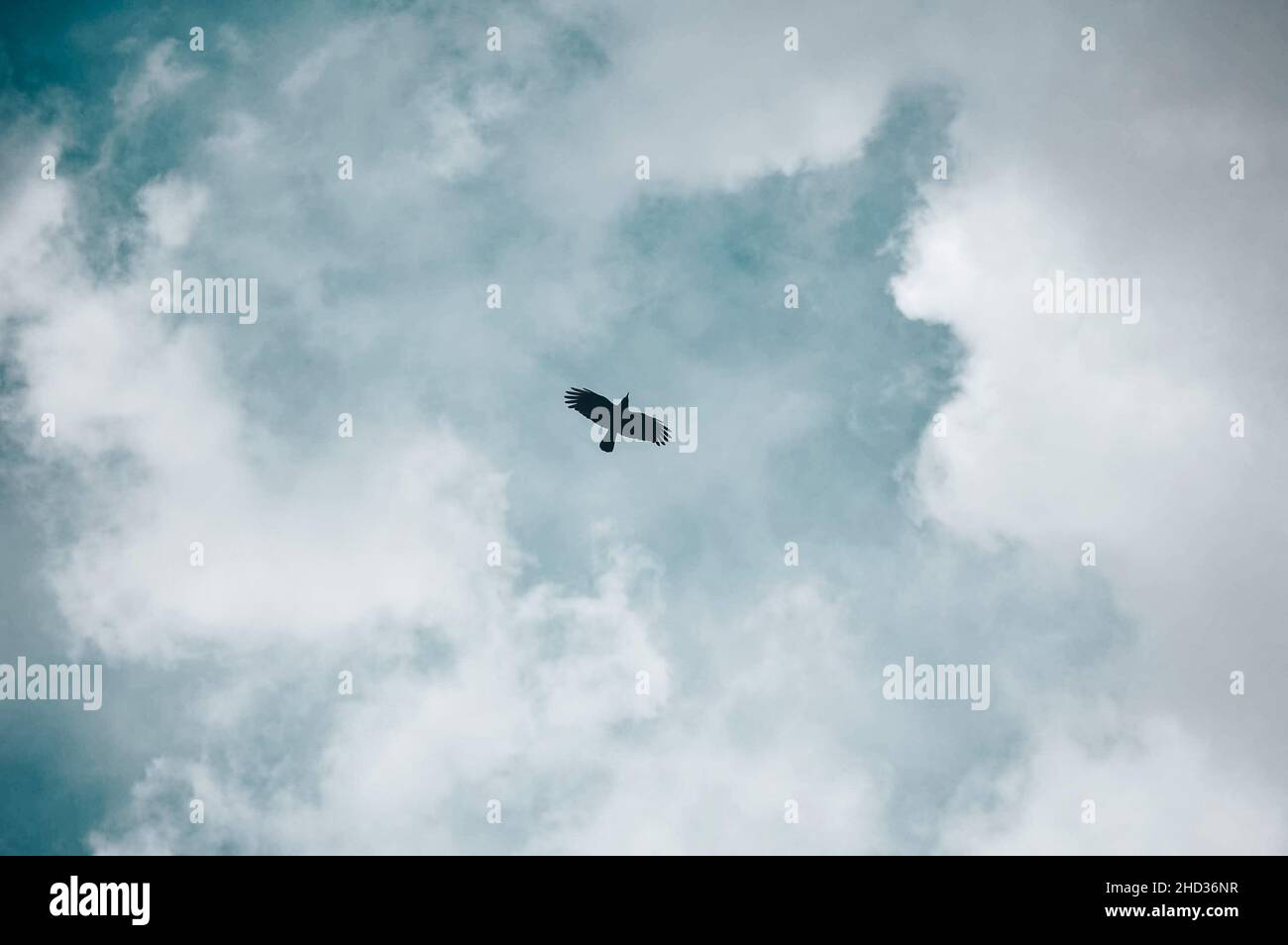 Beautiful scene bird flying hi-res stock photography and images - Alamy