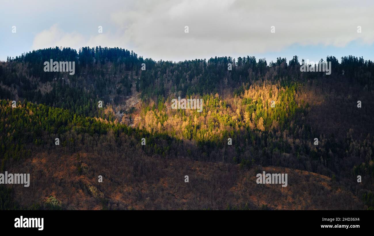 Hill with coniferous trees lit by the sun and full of colors in winter ...