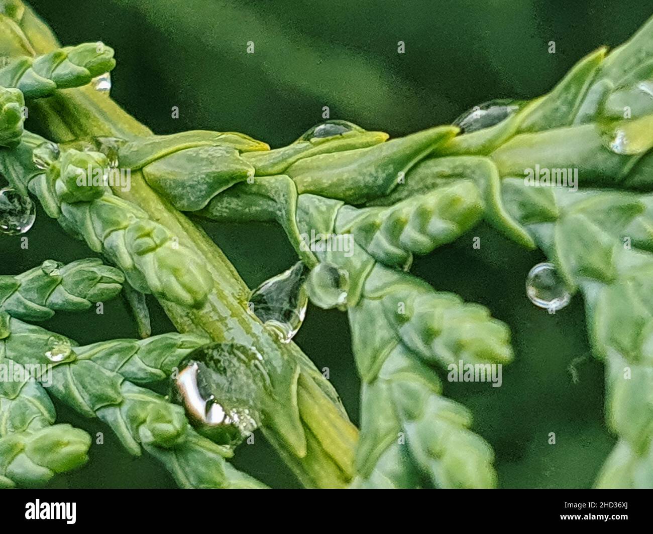Macro of waterdrops on conifers leaves Stock Photo - Alamy