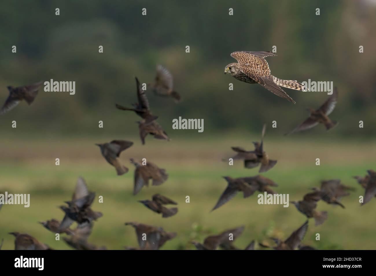 Selective shot of a Common Kestrel taking off on the background of ...