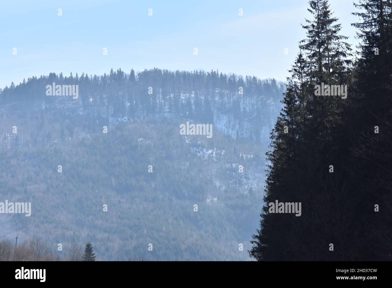 High angle of trees with the background of a mountain covered with a ...