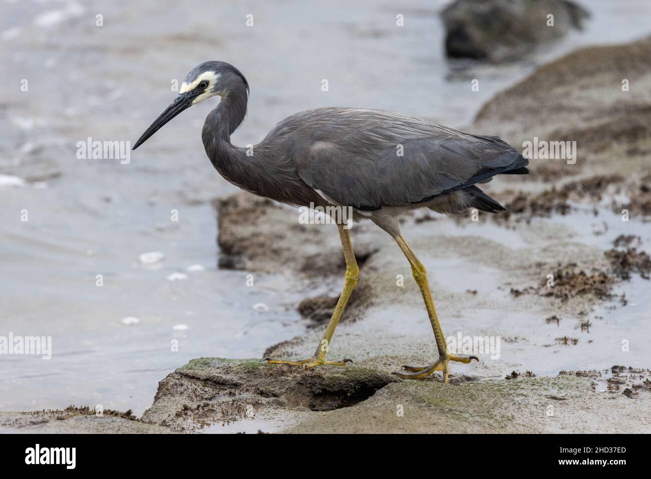 Australian White-faced Heron searching for food Stock Photo - Alamy