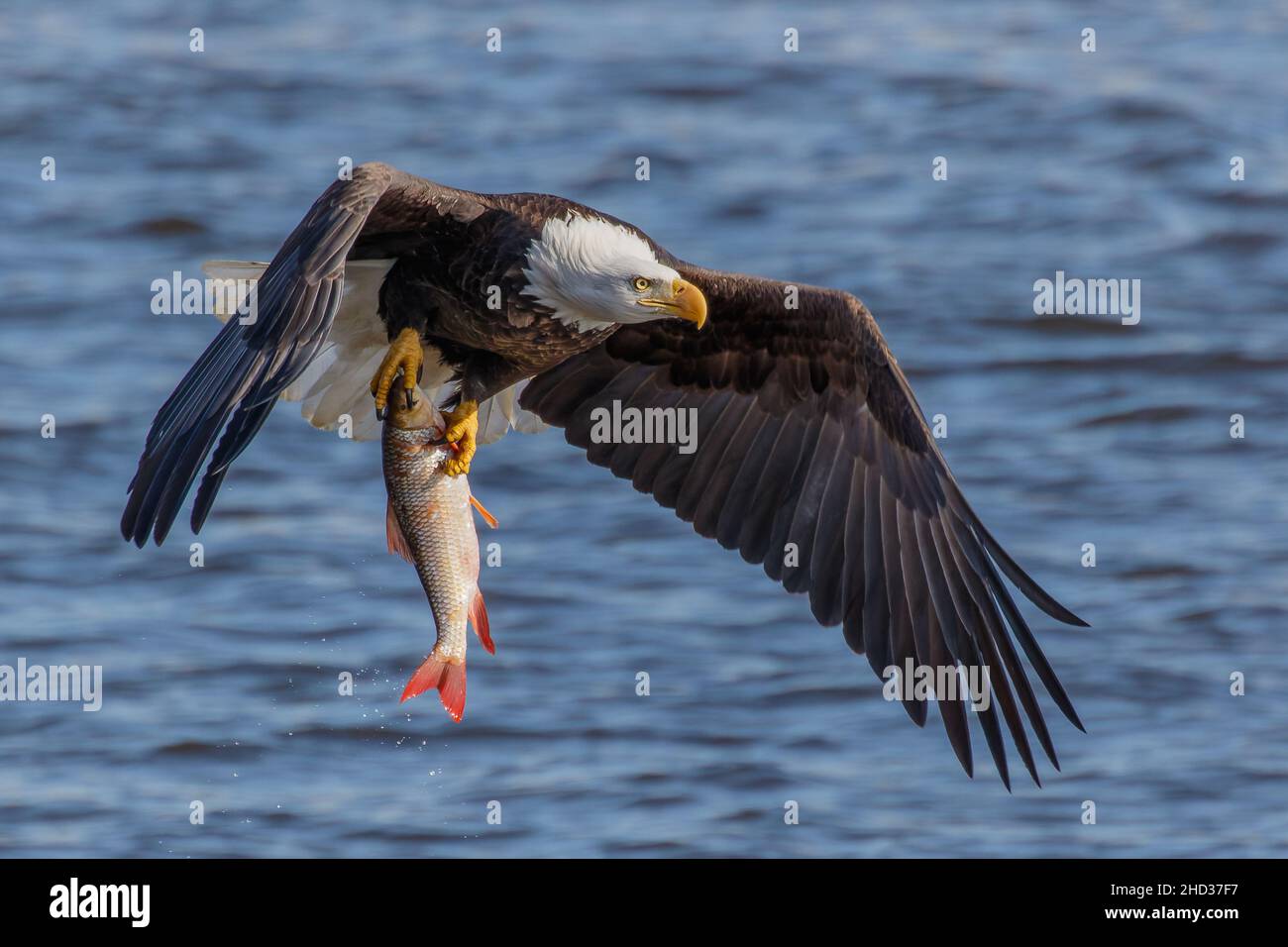 Eagle Flying Catching Fish High Resolution Stock Photography and Images ...
