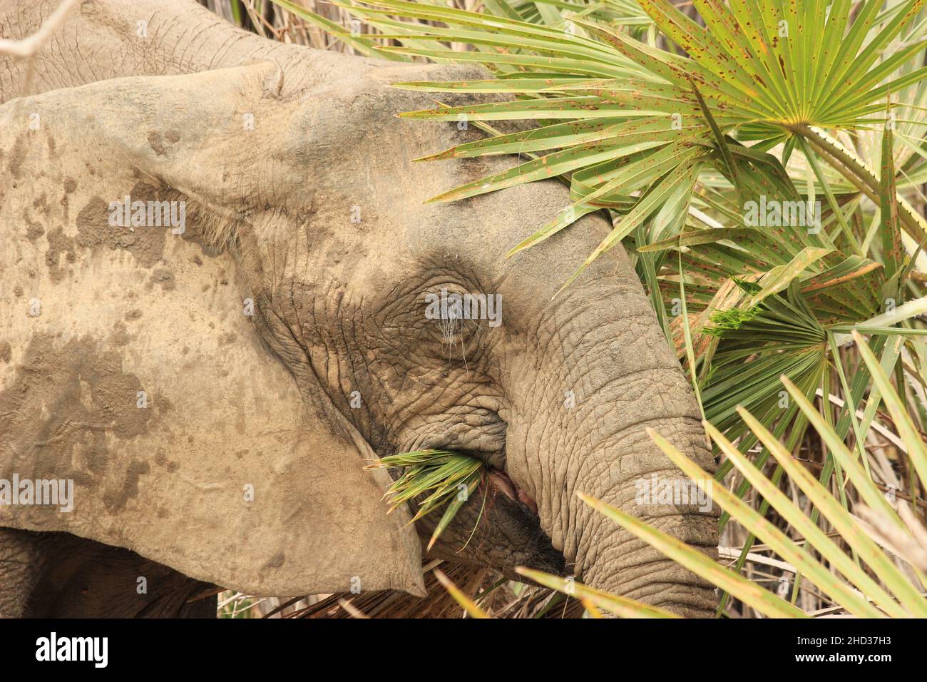 Elephants eating tree hi-res stock photography and images - Alamy