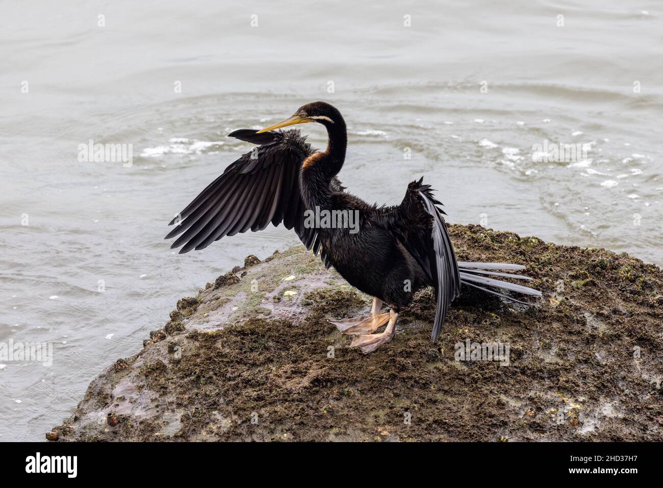 Australian Darter drying it's wings Stock Photo - Alamy