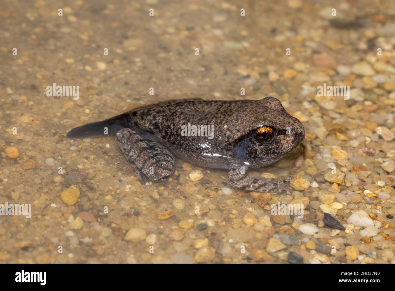 Metamorph Tadpole of an Australian Barred Frog Stock Photo - Alamy