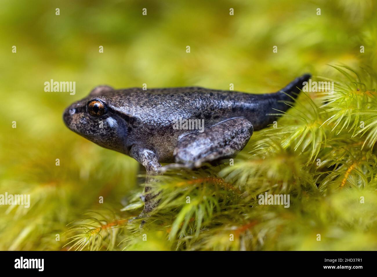 Metamorph Tadpole of an Australian Barred Frog Stock Photo - Alamy