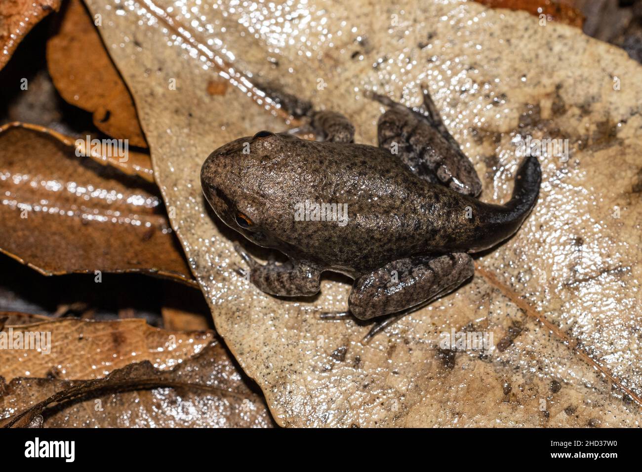 Metamorph Tadpole of an Australian Barred Frog Stock Photo - Alamy