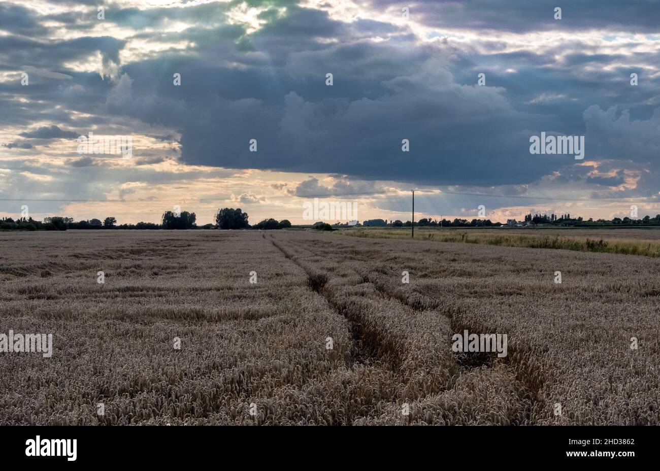Wheat field before harvesting in England, the UK at sunset Stock Photo ...