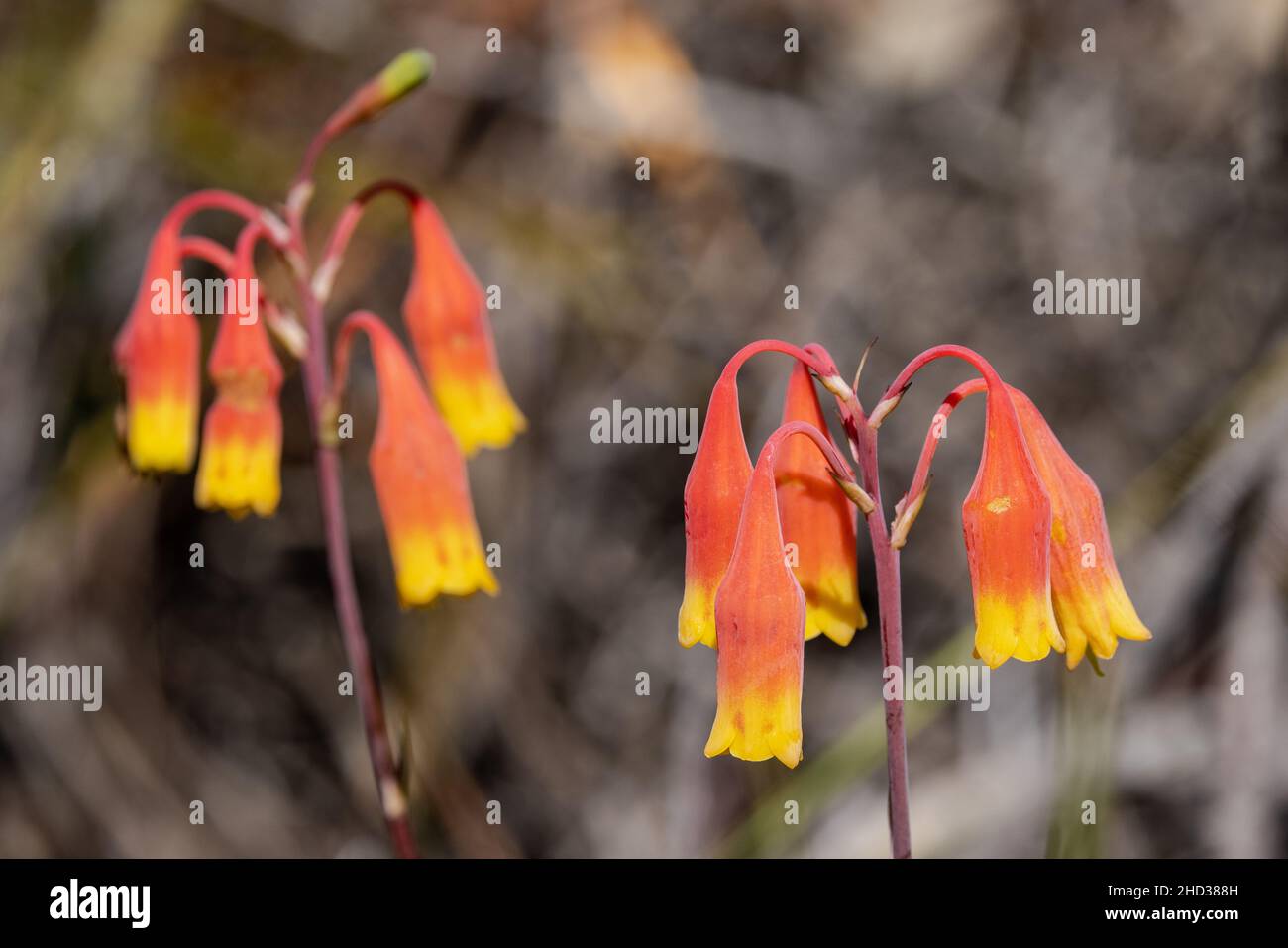 Australian Christmas Bell plants in flower Stock Photo - Alamy
