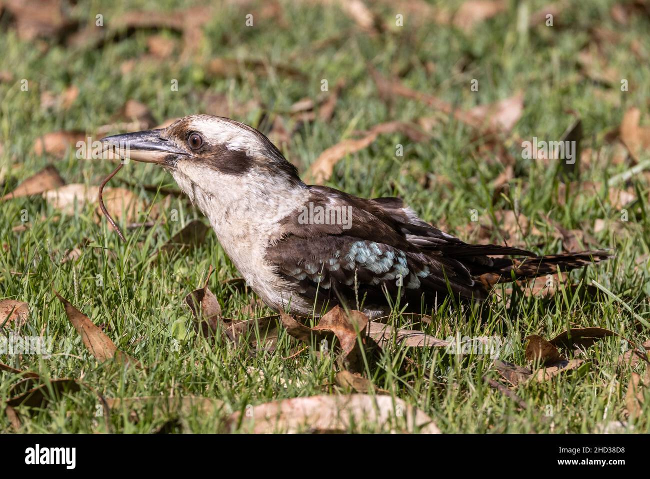 Earth worm hi-res stock photography and images - Alamy