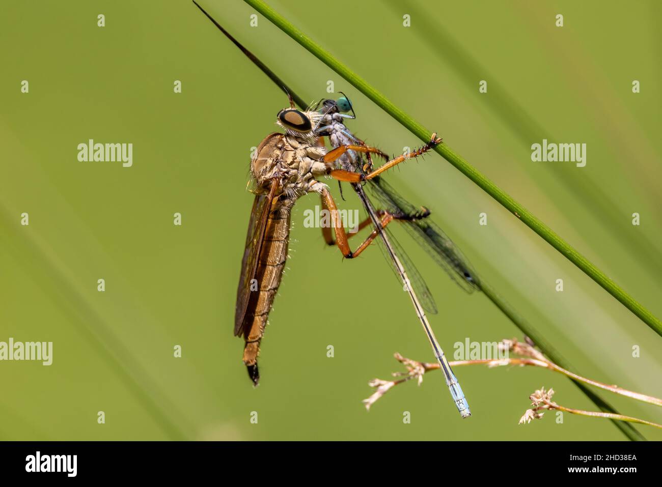 Australia insect damselfly hi-res stock photography and images - Alamy