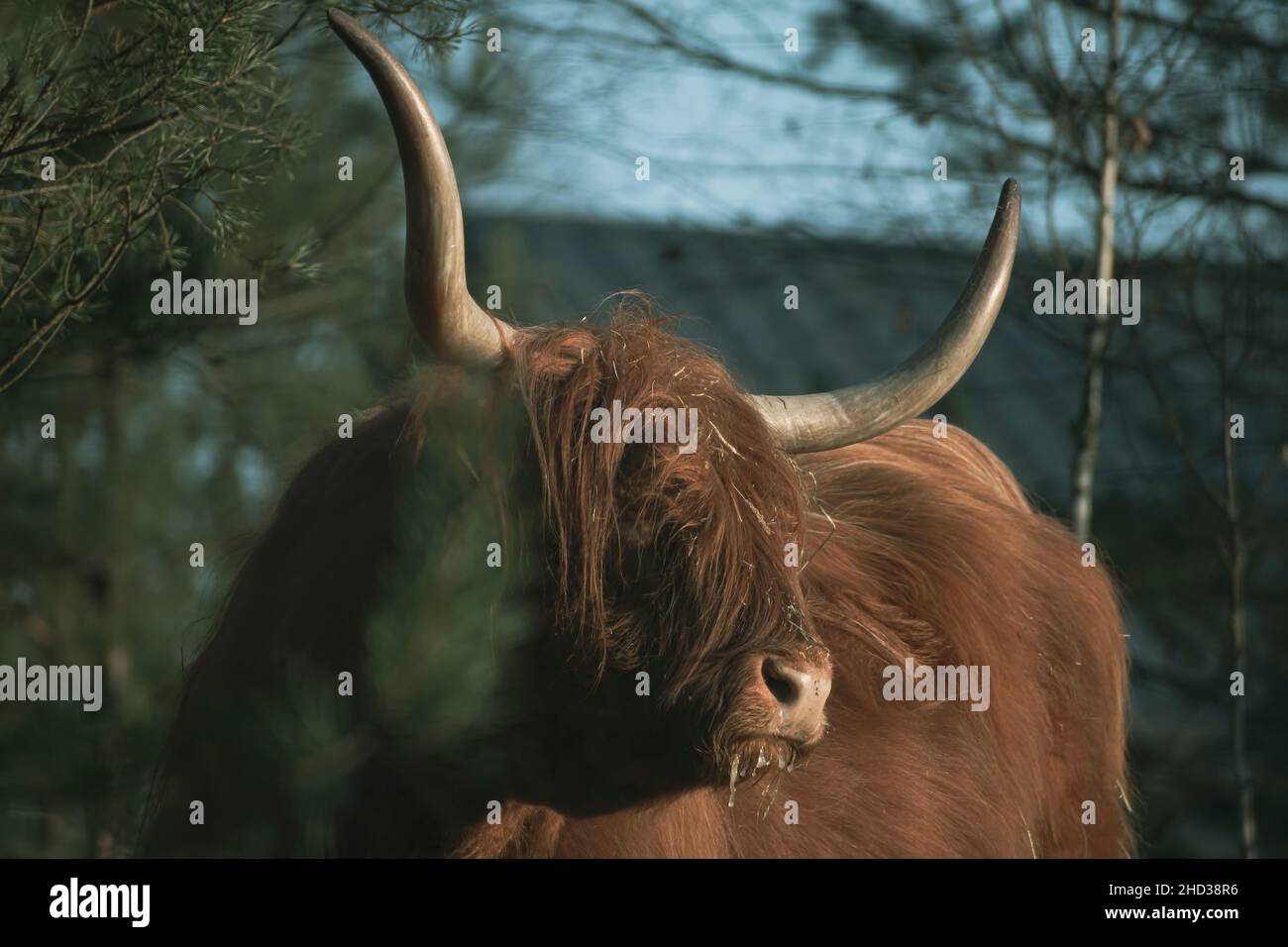 Photo of an early morning on a farm. Cute Scottish Highland cow ...