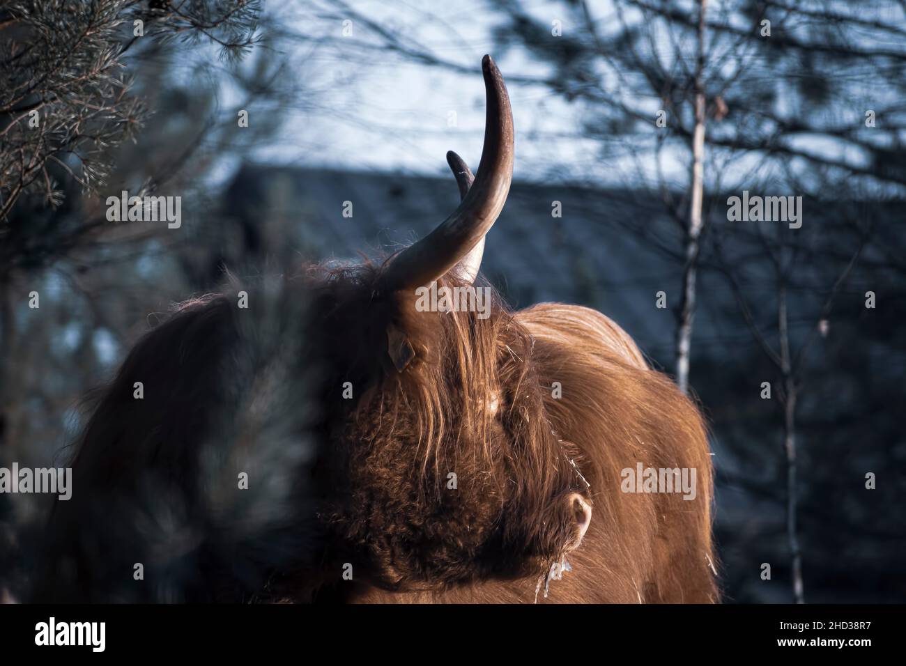 Photo of an early morning on a farm. Cute Scottish Highland cow ...