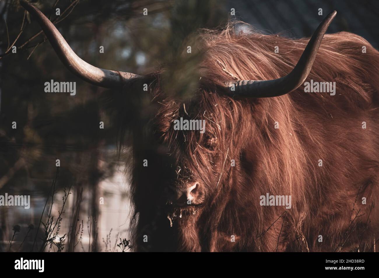 Photo of an early morning on a farm. Cute Scottish Highland cow ...
