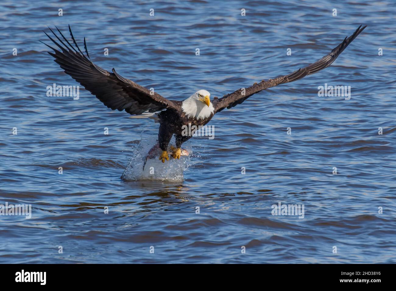 Eagle Flying Over Water