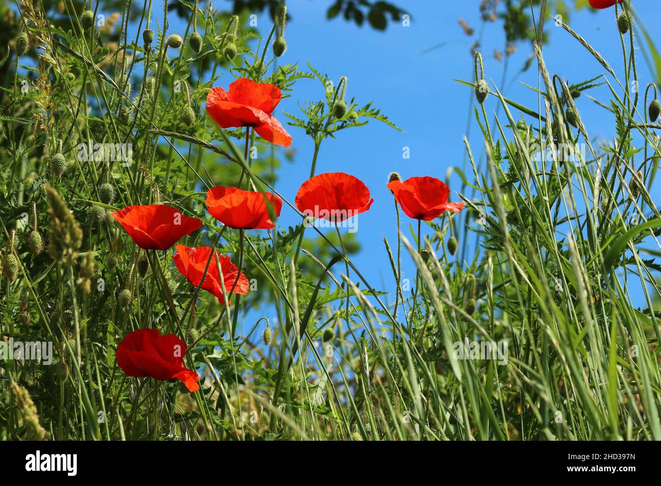 Clear colors hi-res stock photography and images - Alamy