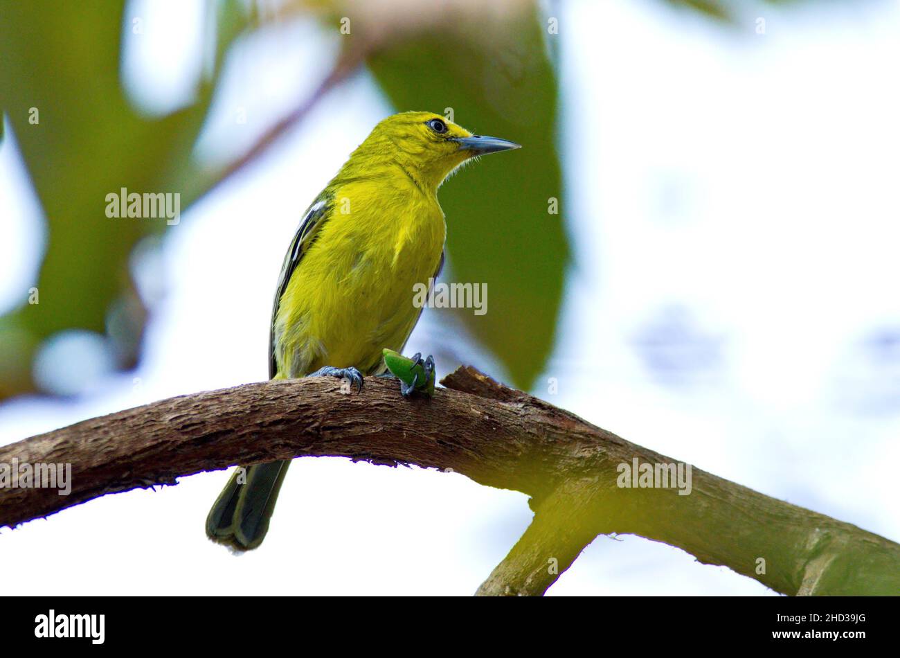 Iora hi-res stock photography and images - Alamy