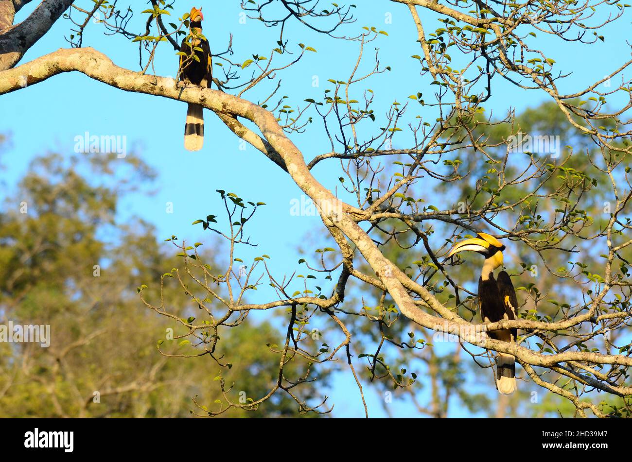 Great hornbills buceros bicornis hi-res stock photography and images ...