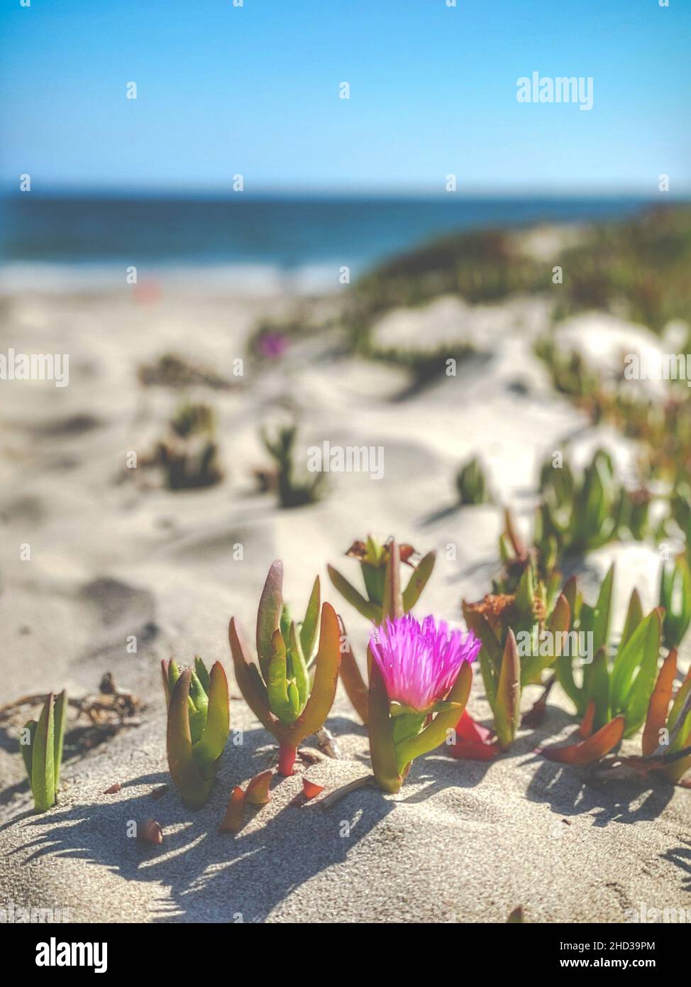 Plants that grow on the beach hi-res stock photography and images - Alamy