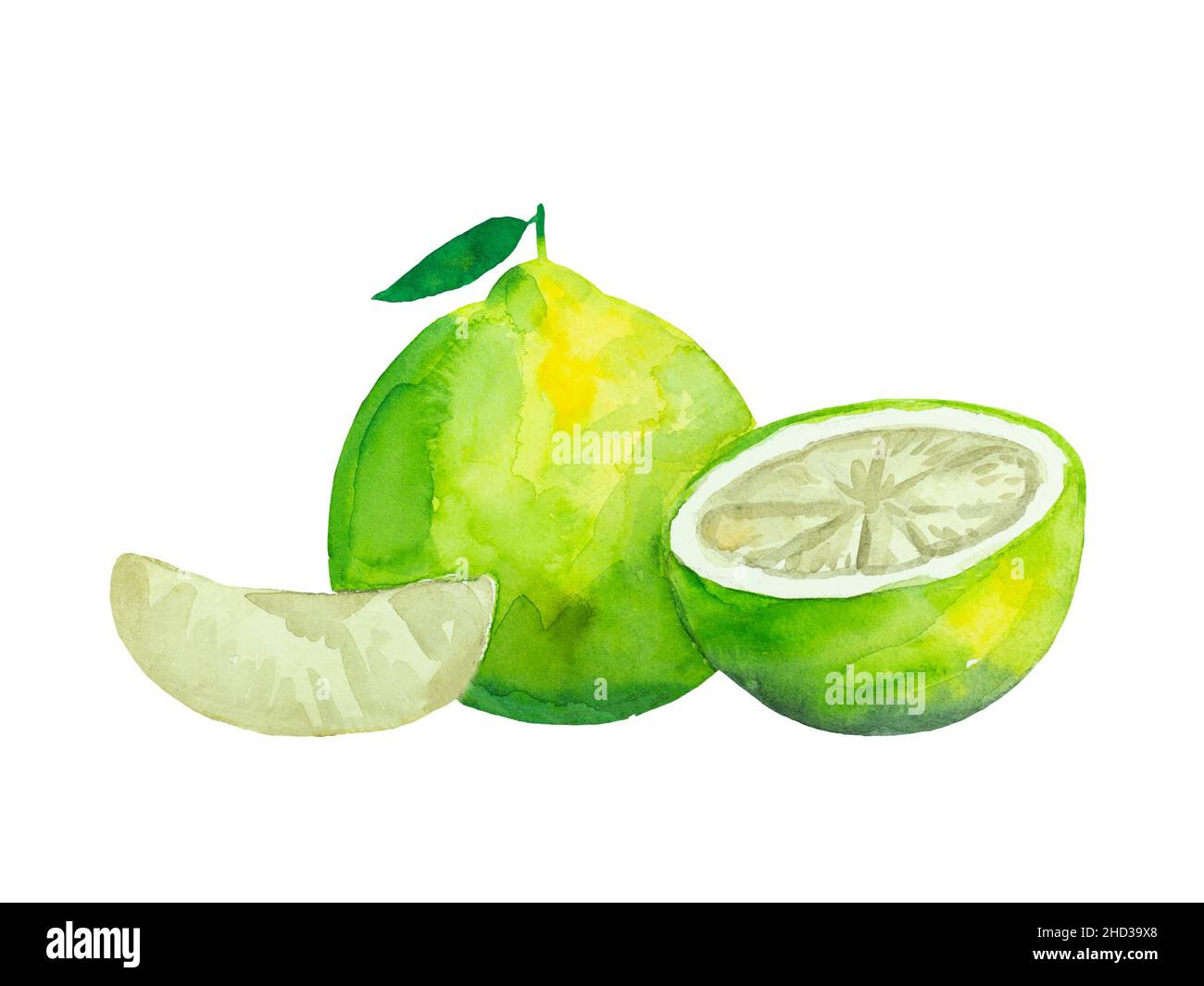 Ripe colorful vibrant pomelo fruit with leaves. Watercolor painted ...