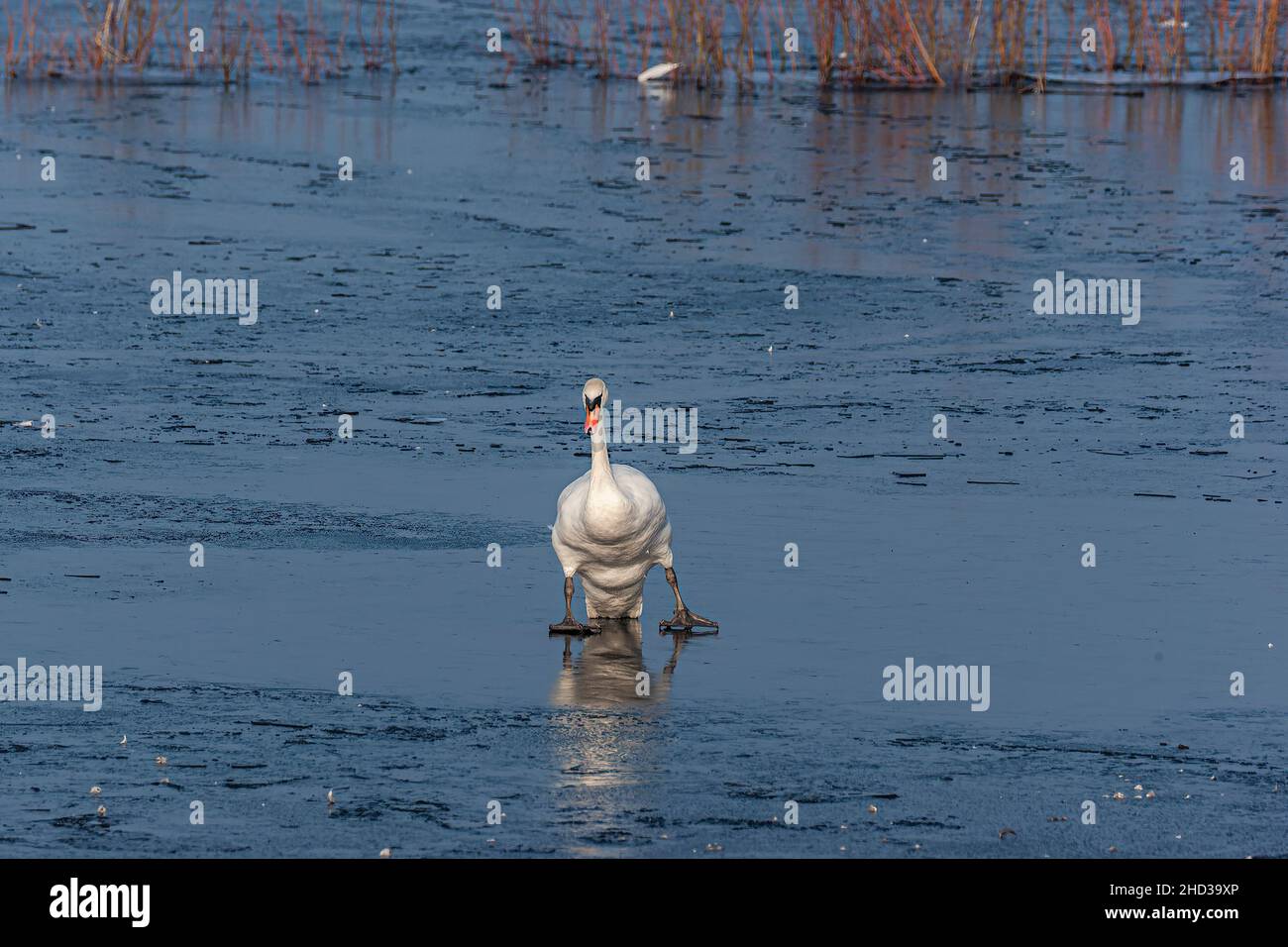 Mute swan trying to walk on melting ice in glorious light Stock Photo ...