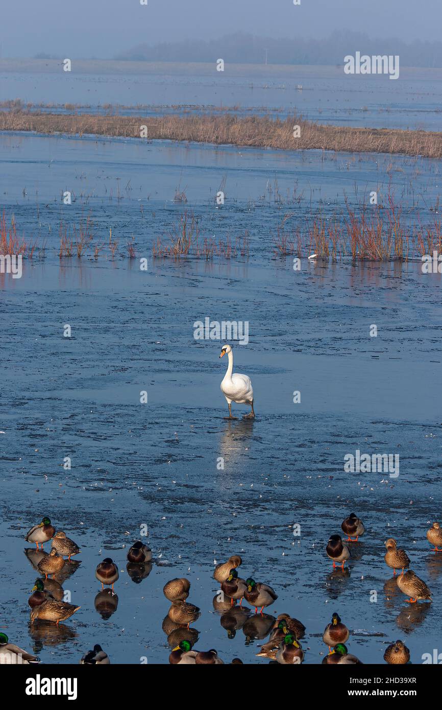 Mute swan trying to walk on melting ice in glorious light Stock Photo ...