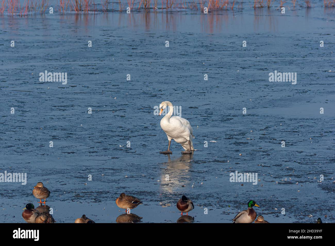 Mute swan walking gingerly on melting ice in glorious light Stock Photo ...