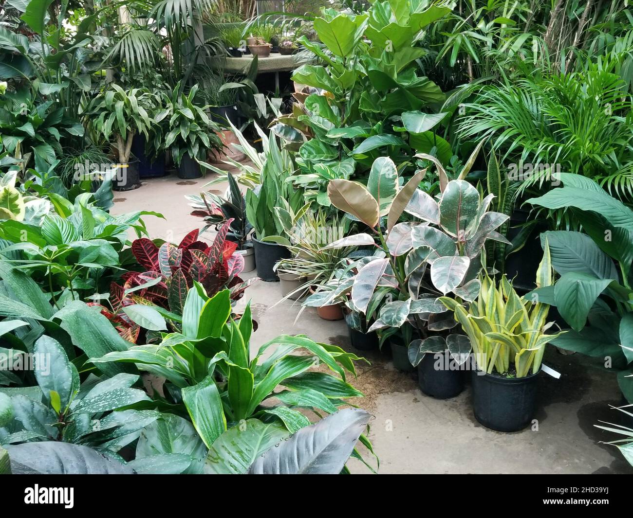 Many houseplants hi-res stock photography and images - Alamy