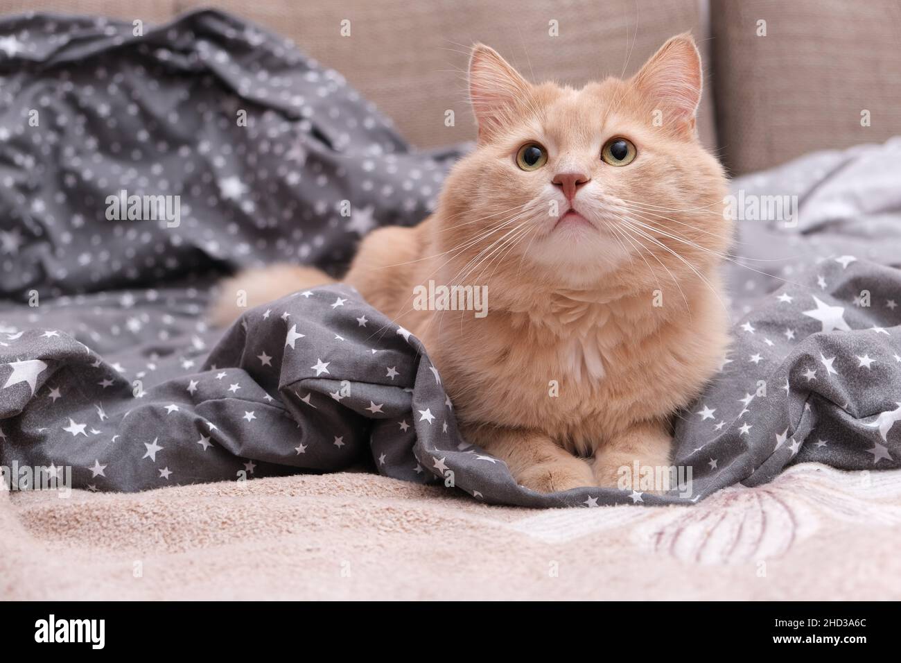 Fluffy ginger cat on a gray bedspread Stock Photo - Alamy