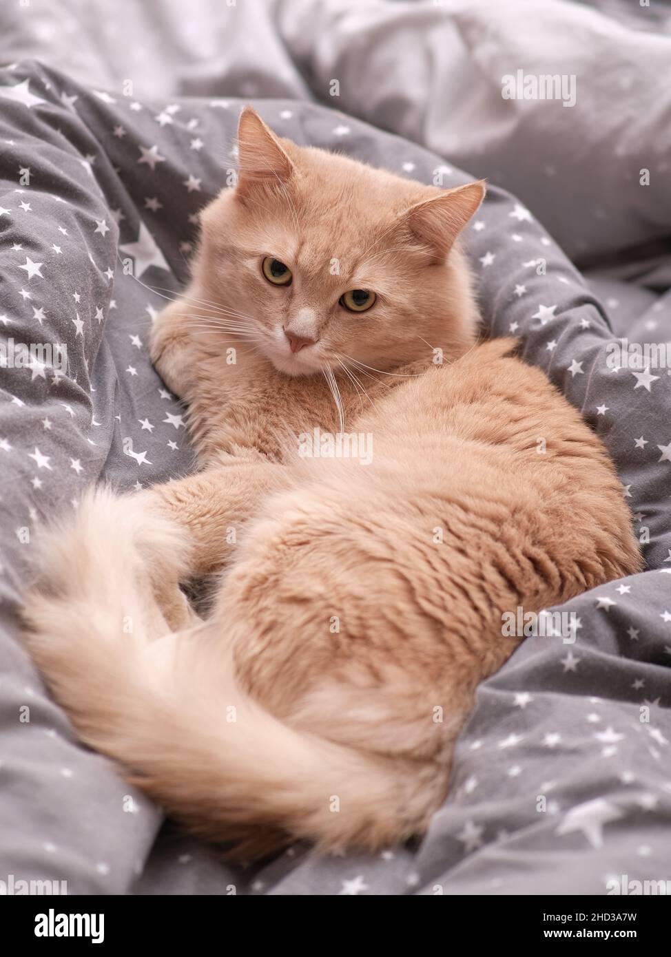 Fluffy ginger cat on a gray bedspread Stock Photo - Alamy