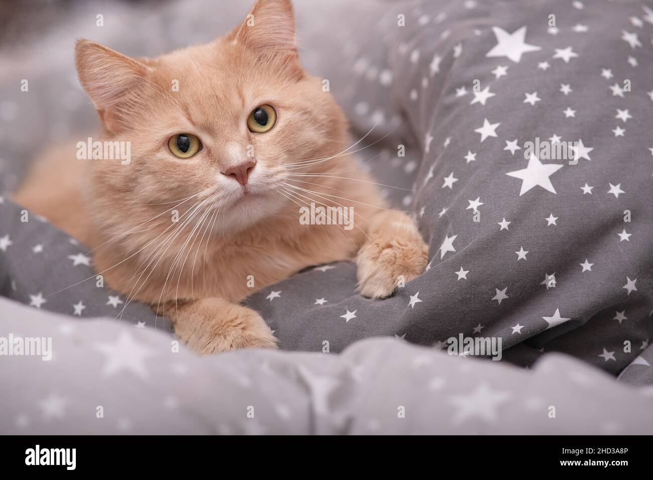 Ginger cat sleeping on bed hi-res stock photography and images - Alamy