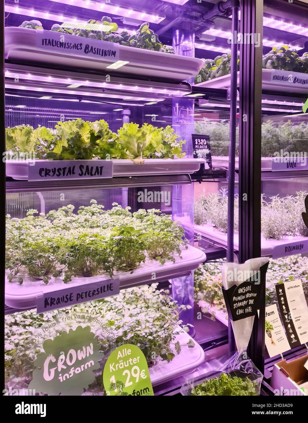 View into a vertical farm with fresh and delicious herbs at a ...
