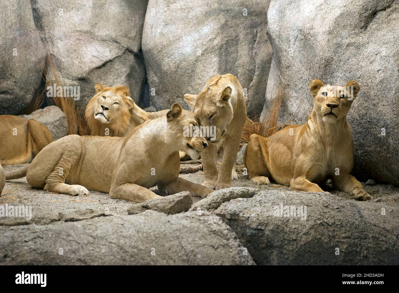Natural History Museum, diorama, display, Los Angeles, California, USA ...
