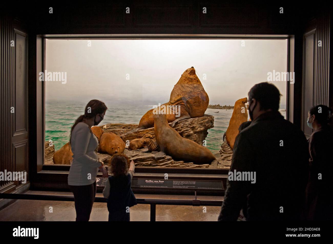 Diorama museum of natural history hi-res stock photography and images ...